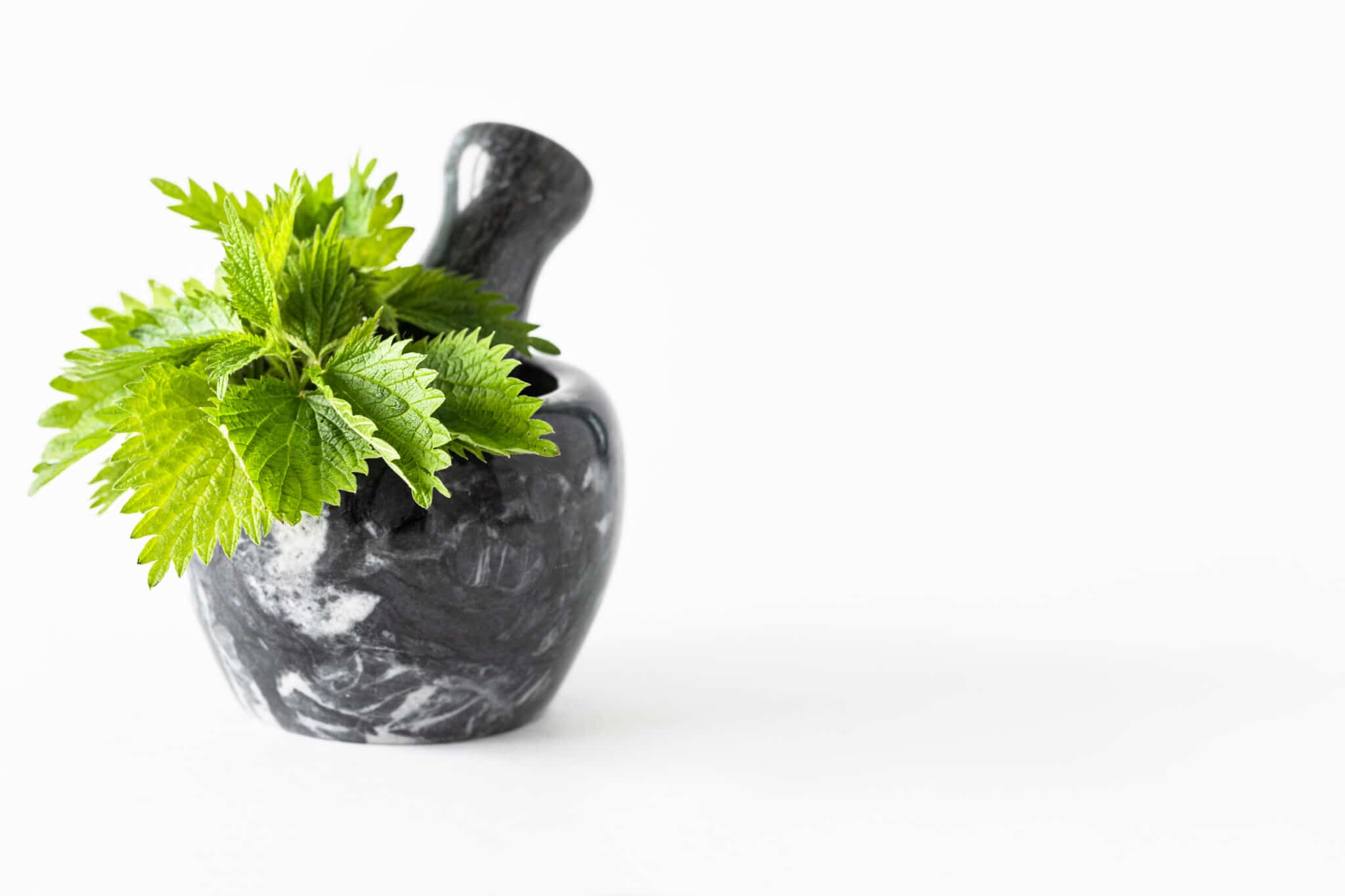 Nettle plants - Benefits of stinging nettle